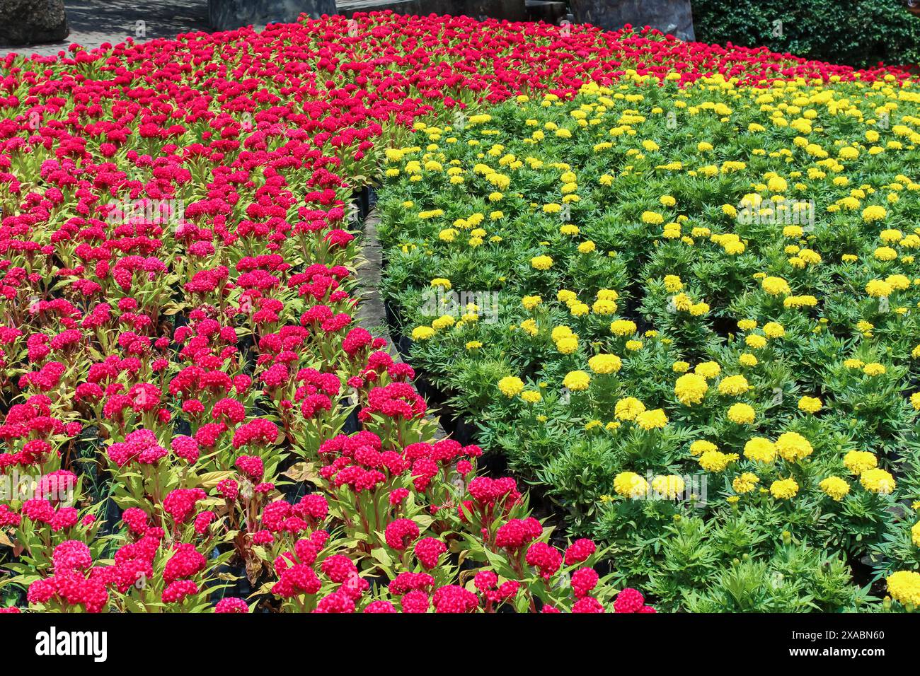 Beautiful floral background of the red and yellow flowers at Nong Nooch ...