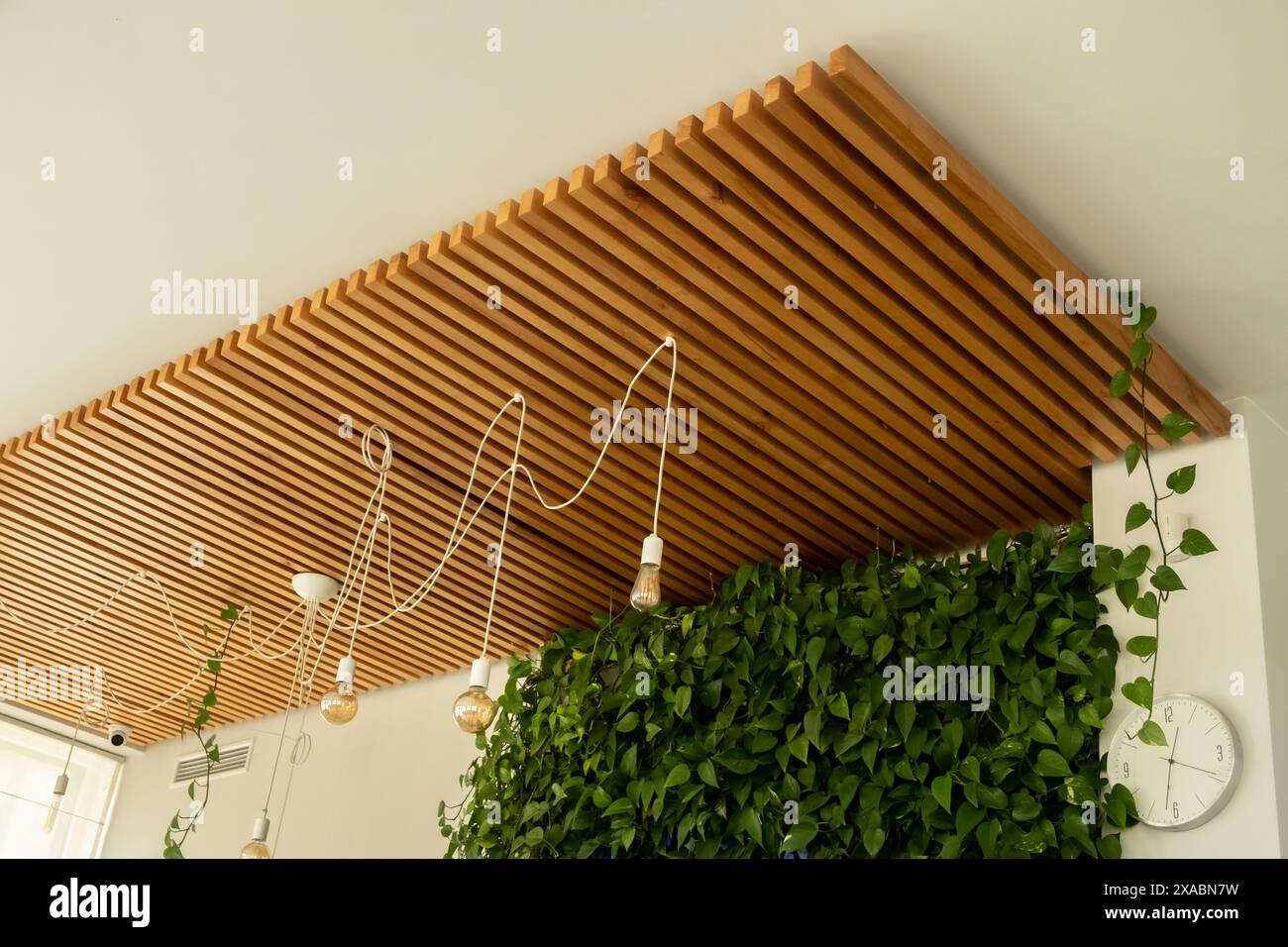 Scindapsus liana. Green wall in the office. Wooden panels on the ...