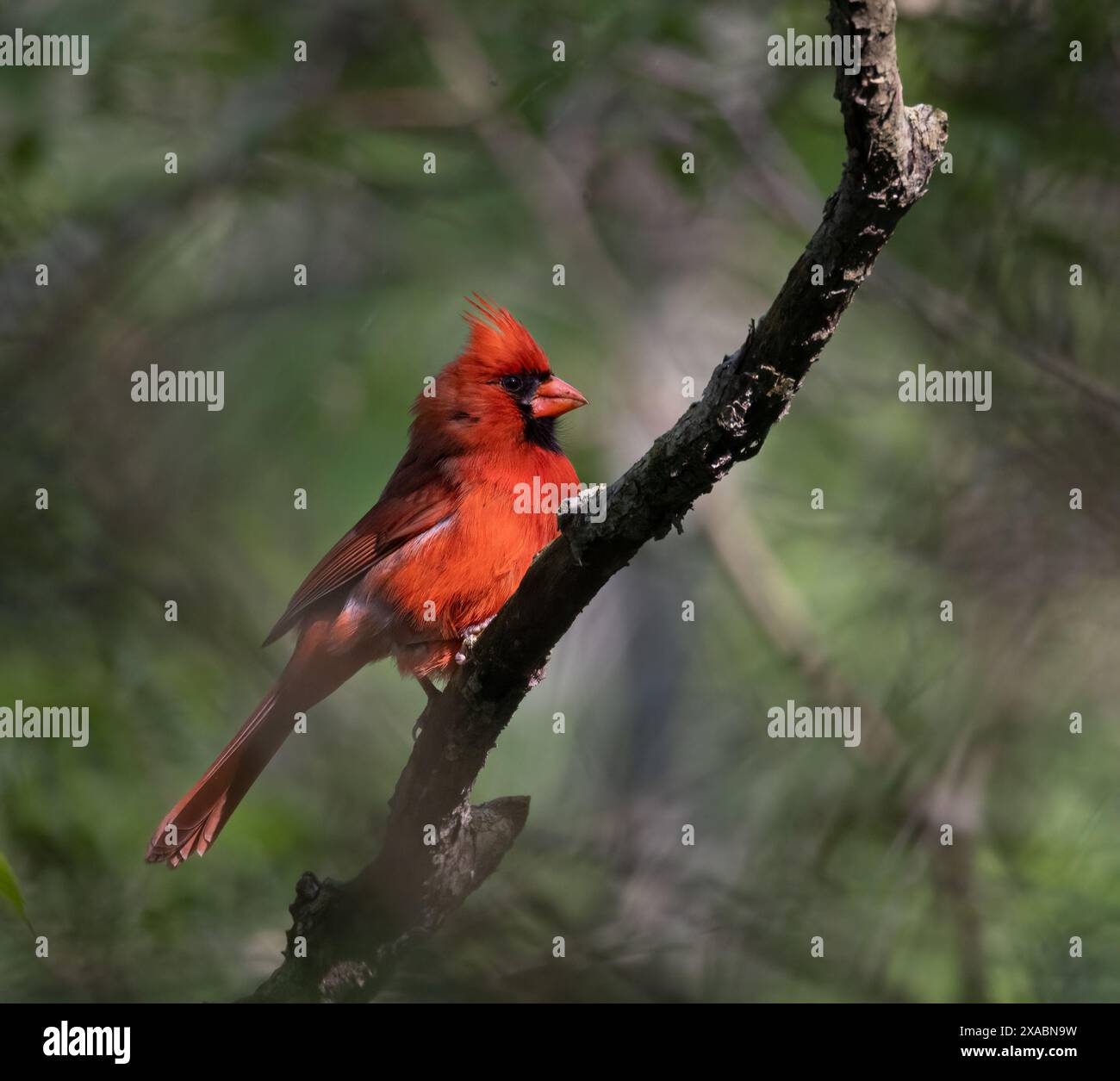 Male Northern Cardinal in dark forest in Ontario Canada Stock Photo - Alamy