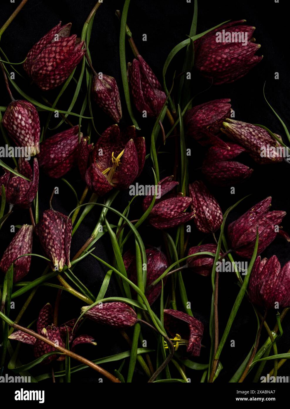 Abstract floral motifs in dark green hi-res stock photography and ...