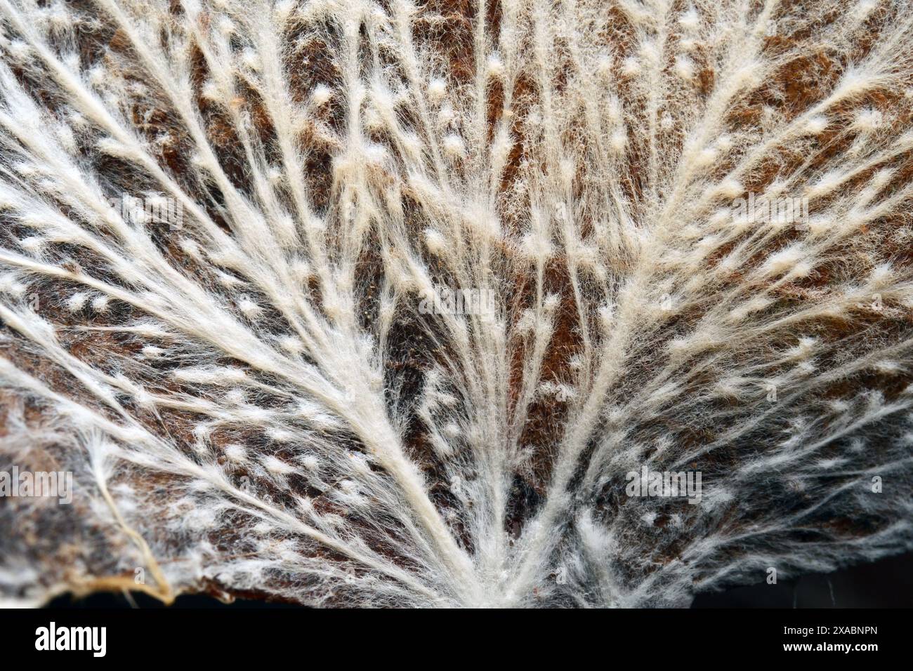 Close up Mycelium Fungus from Tropical Rainforest Stock Photo - Alamy