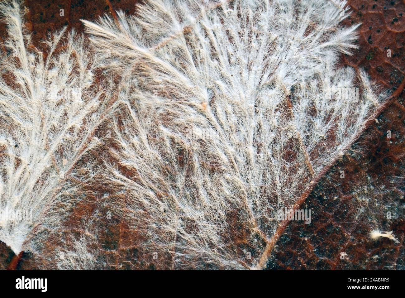Close up Mycelium Fungus from Tropical Rainforest Stock Photo - Alamy