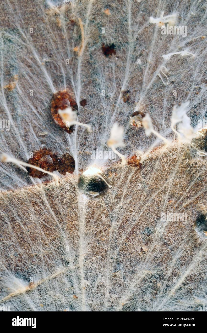 Close up Mycelium Fungus from Tropical Rainforest Stock Photo - Alamy