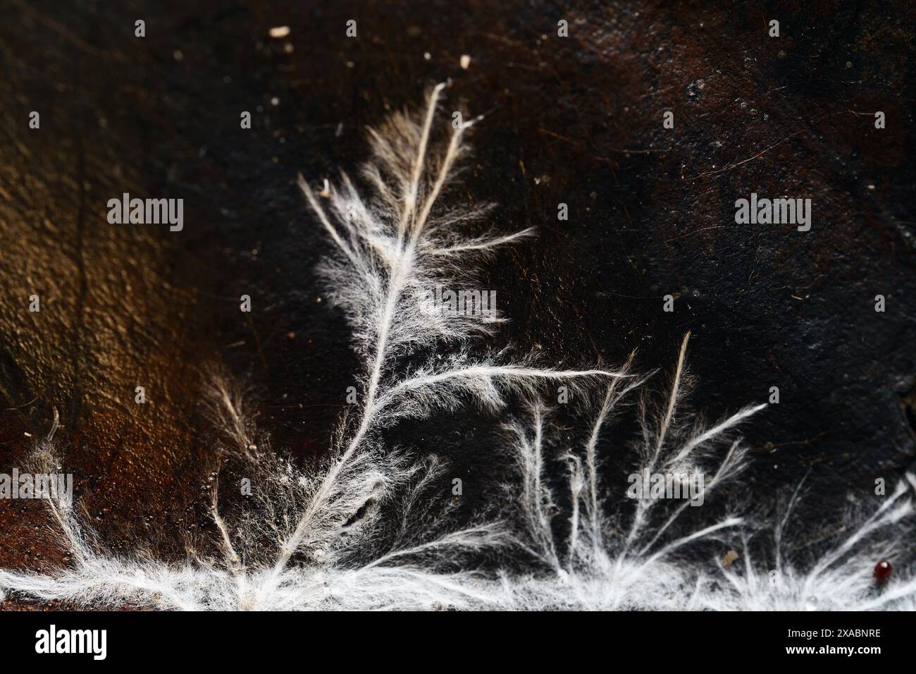 Close up Mycelium Fungus from Tropical Rainforest Stock Photo - Alamy