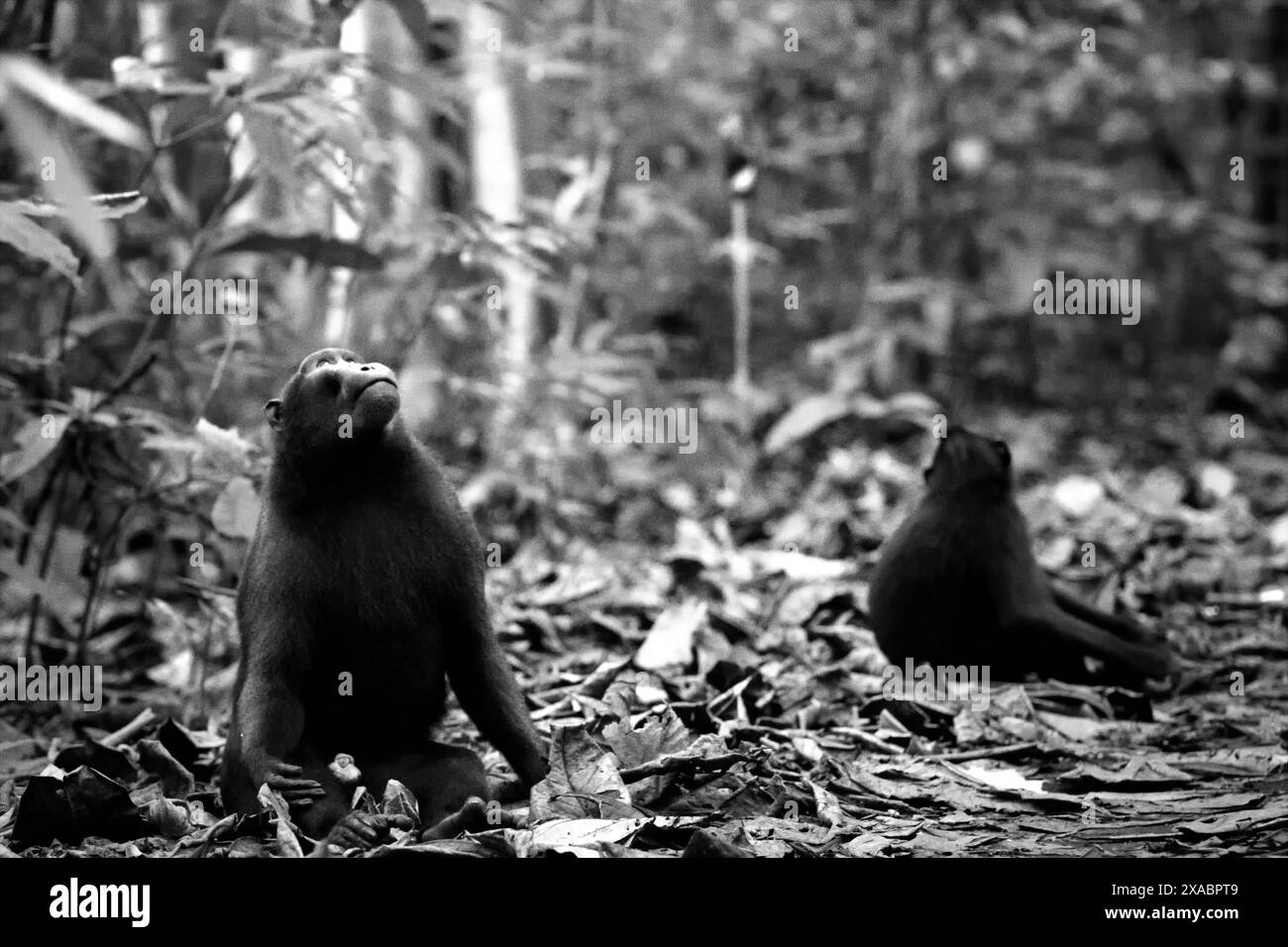 Primate heat attack hi-res stock photography and images - Alamy