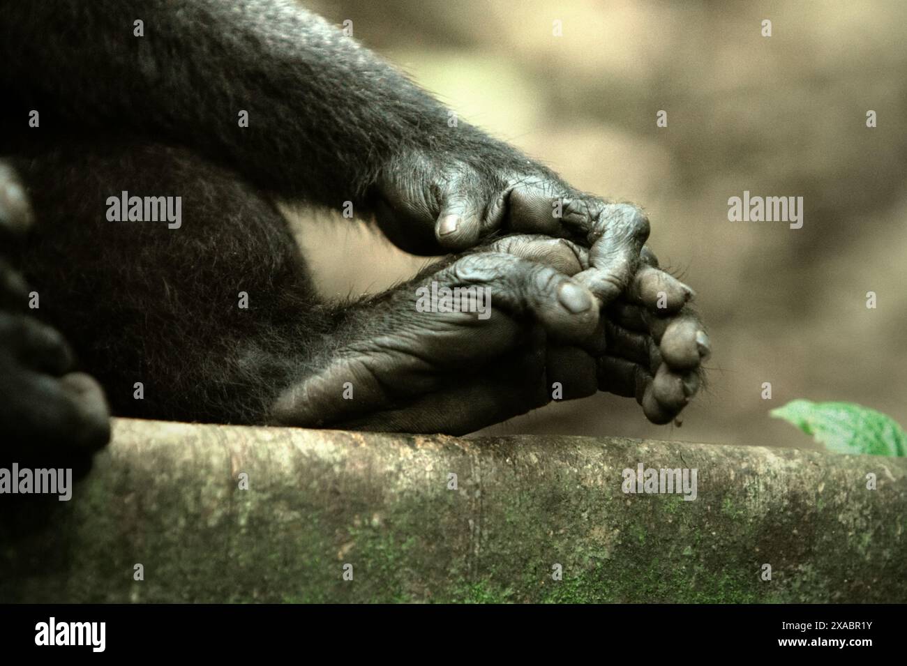 Hand and foot of a Sulawesi black-crested macaque (Macaca nigra) in ...