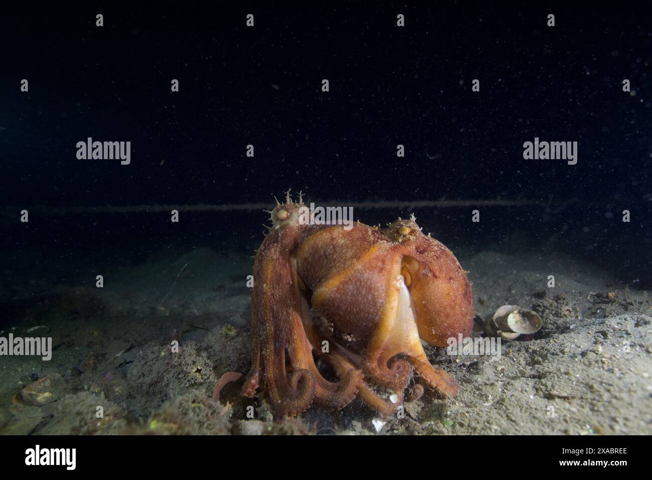 Horse mating hi-res stock photography and images - Alamy