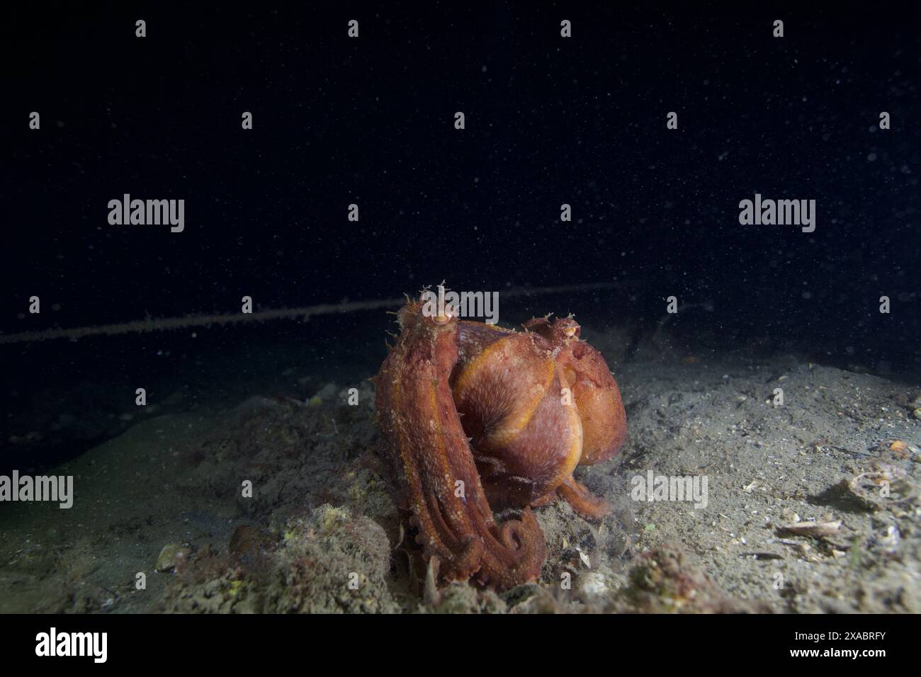 Two Pale octopus mating Stock Photo - Alamy