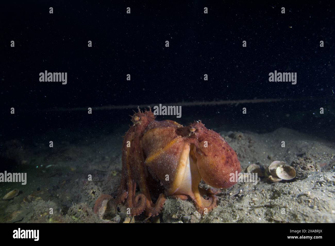Two Pale octopus mating Stock Photo - Alamy