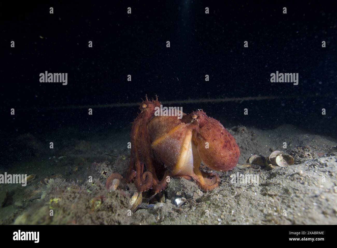Two Pale octopus mating Stock Photo - Alamy
