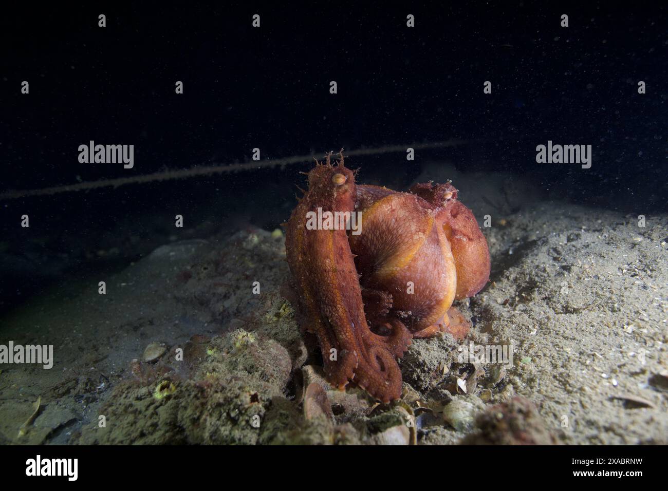 Two pale octopus mating Stock Photo - Alamy
