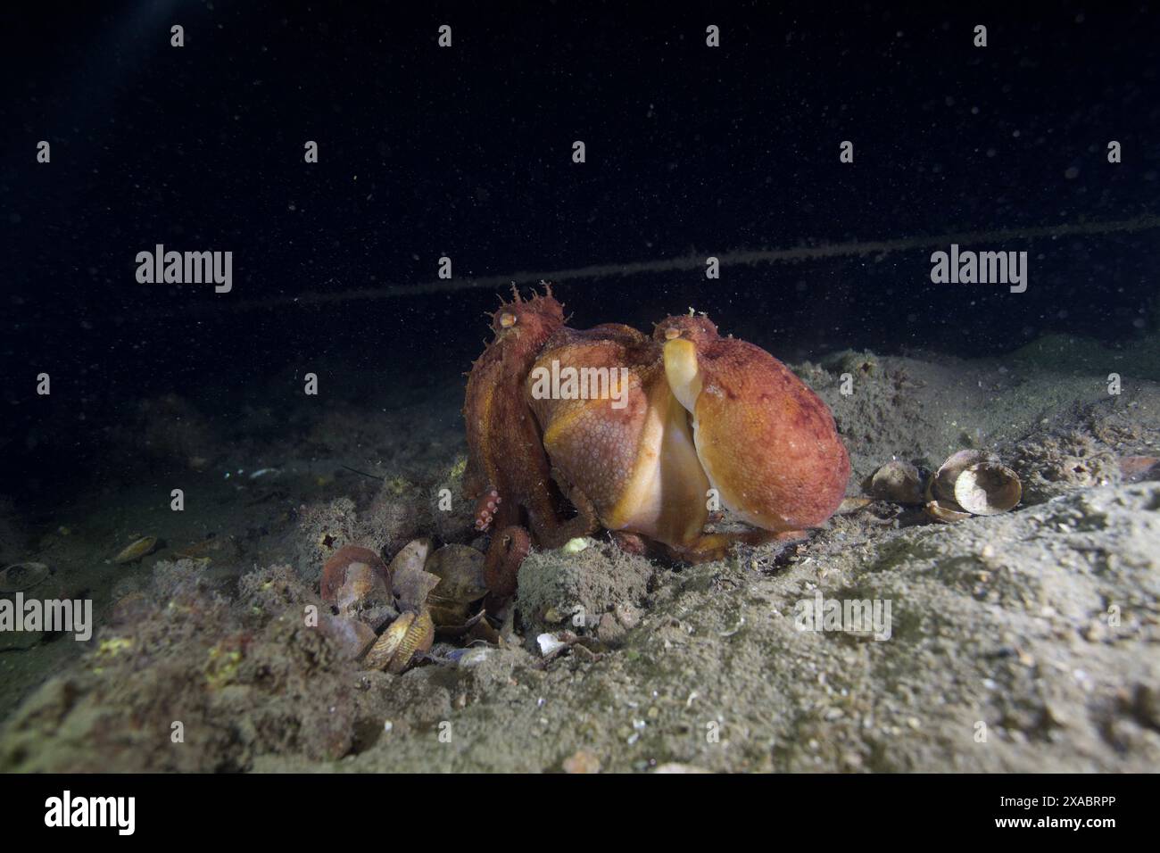 Two pale octopus mating Stock Photo - Alamy