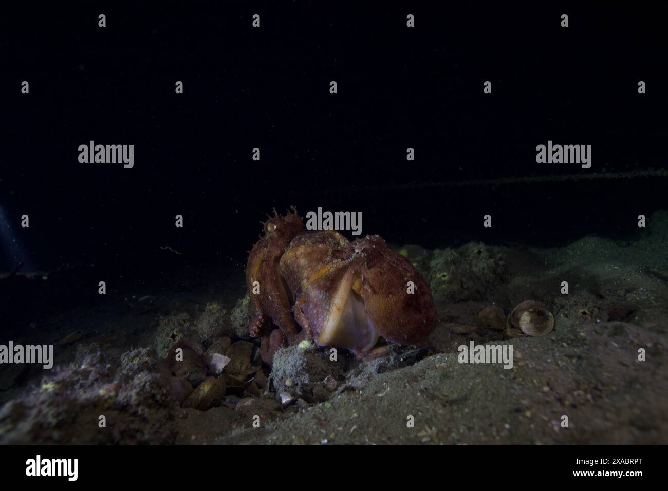 Two pale Octopus breeding on outer reef of pier Stock Photo - Alamy