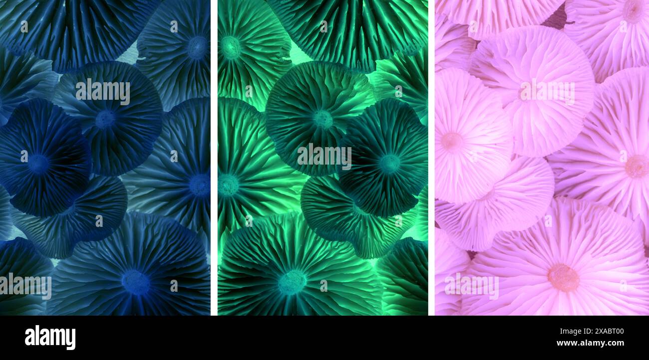 Inverted caps of wild mushrooms of green, blue, pink color. Abstract ...