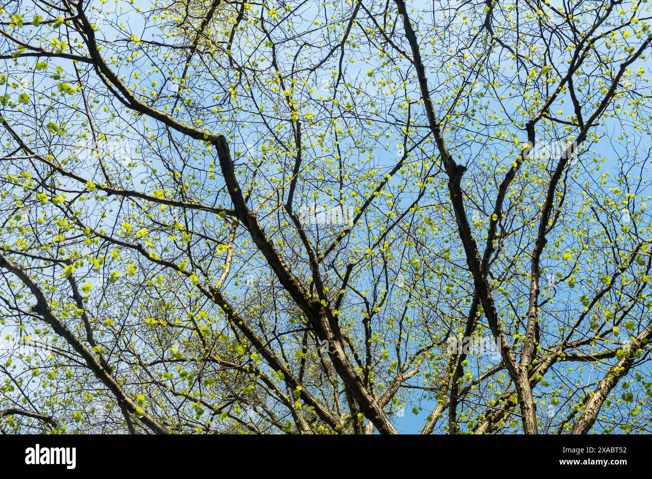 Branches trees and fresh leaves against a background of blue sky ...