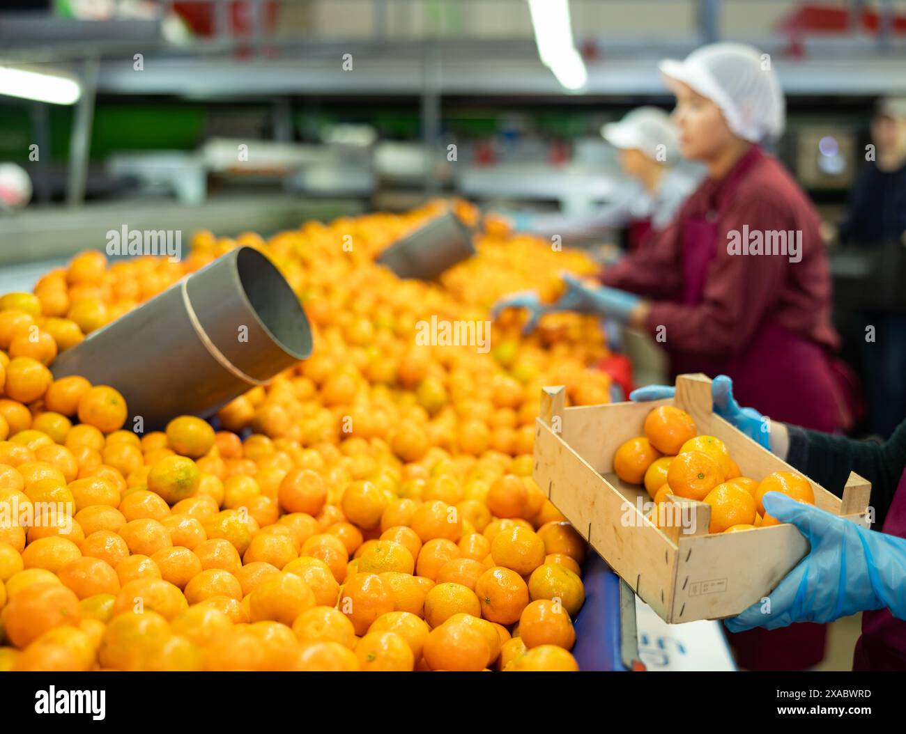Hands of fruit sorting warehouse worker holding box with mandarins ...
