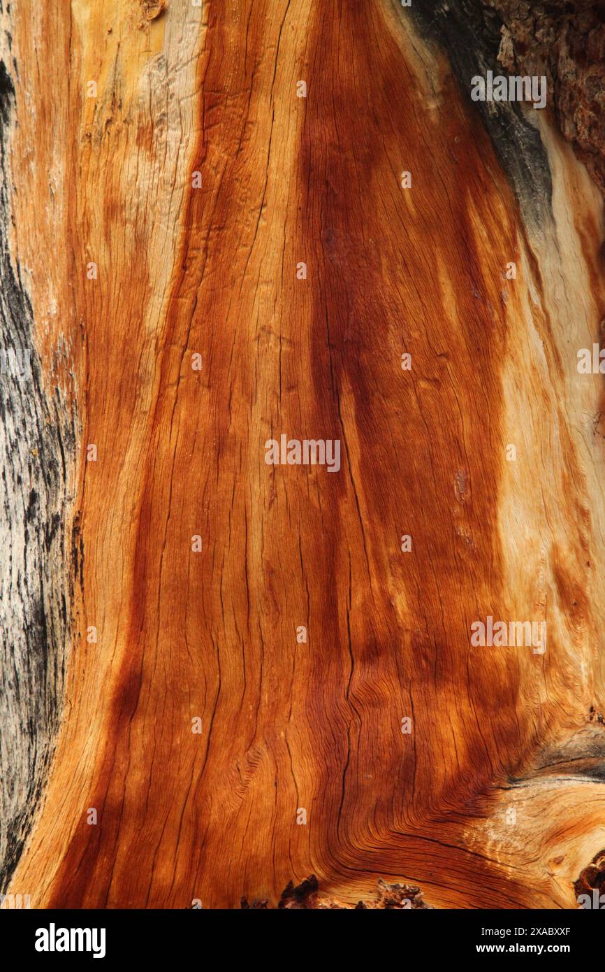 Golden tree trunk wood grain texture in Beartooth Mountains, Montana ...