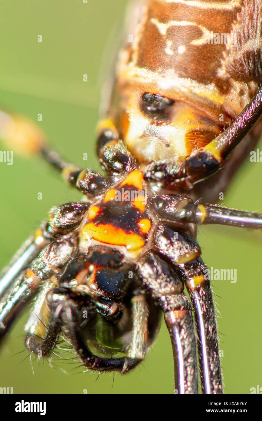 Wheel shaped webs hi-res stock photography and images - Alamy