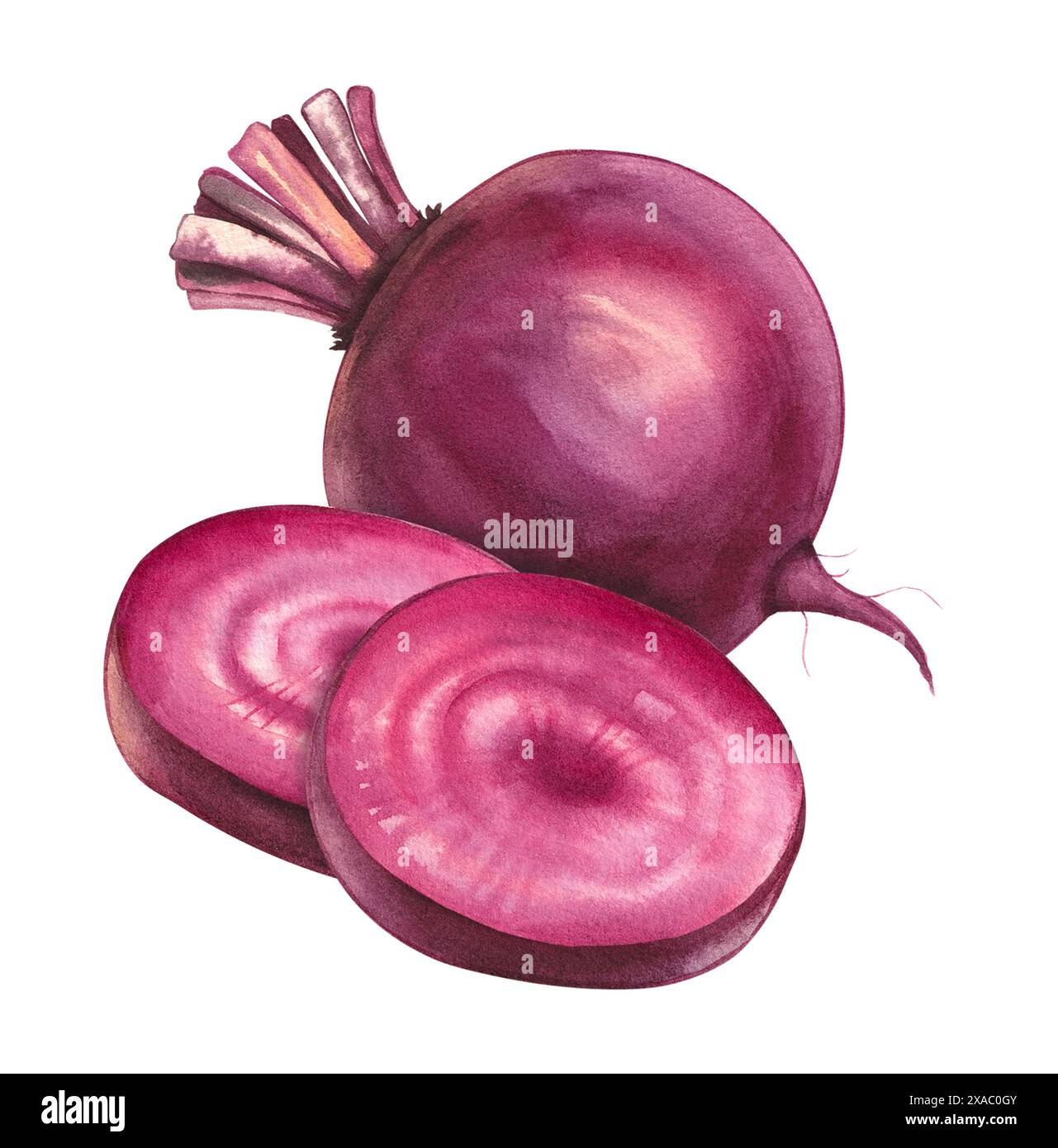 Watercolor beets on a white background. Beetroot isolated hand drawn ...