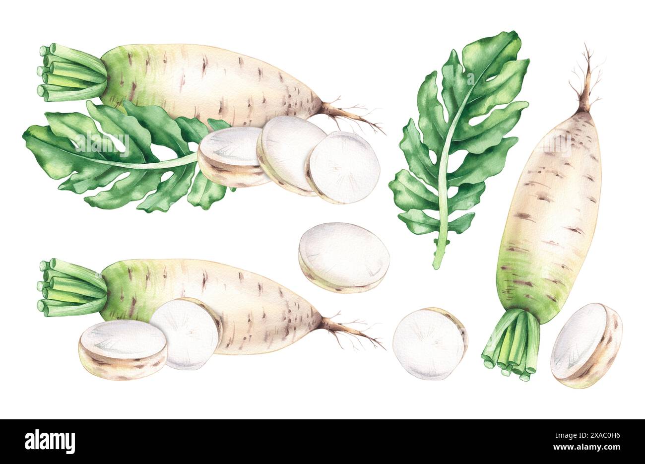 Daikon, mooli, white radish green watercolor vegetable with pieces ...
