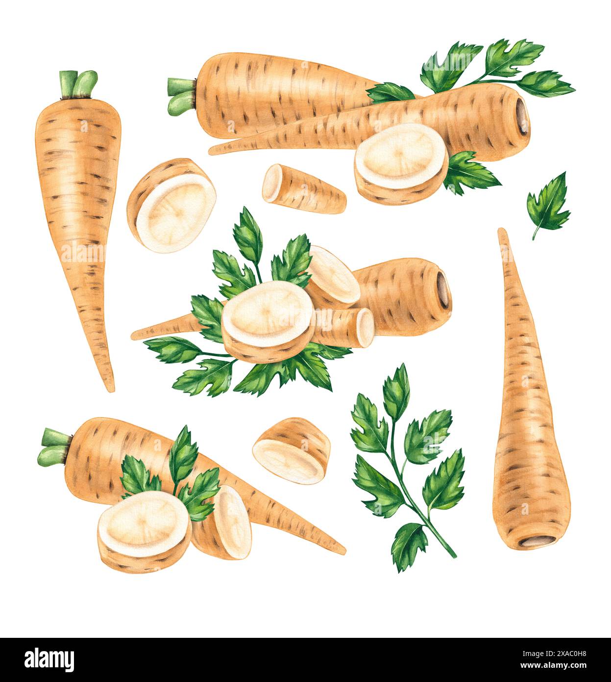 Parsnips watercolor set on a white background. Parsnips, carrots ...