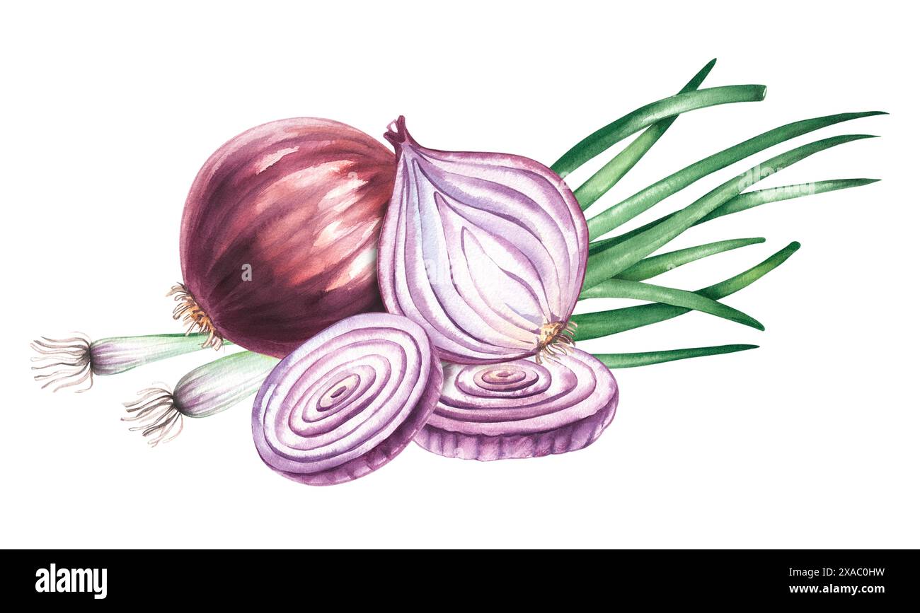 Onion watercolor vegetable, green onion, pieces. Purple onion, green ...