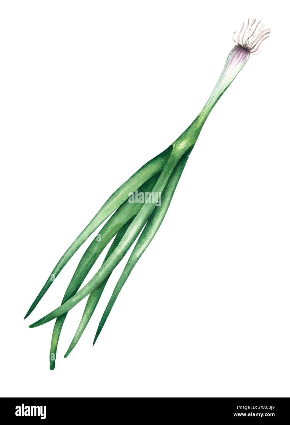 Green onion watercolor vegetable onion with pieces. Purple onion, green ...