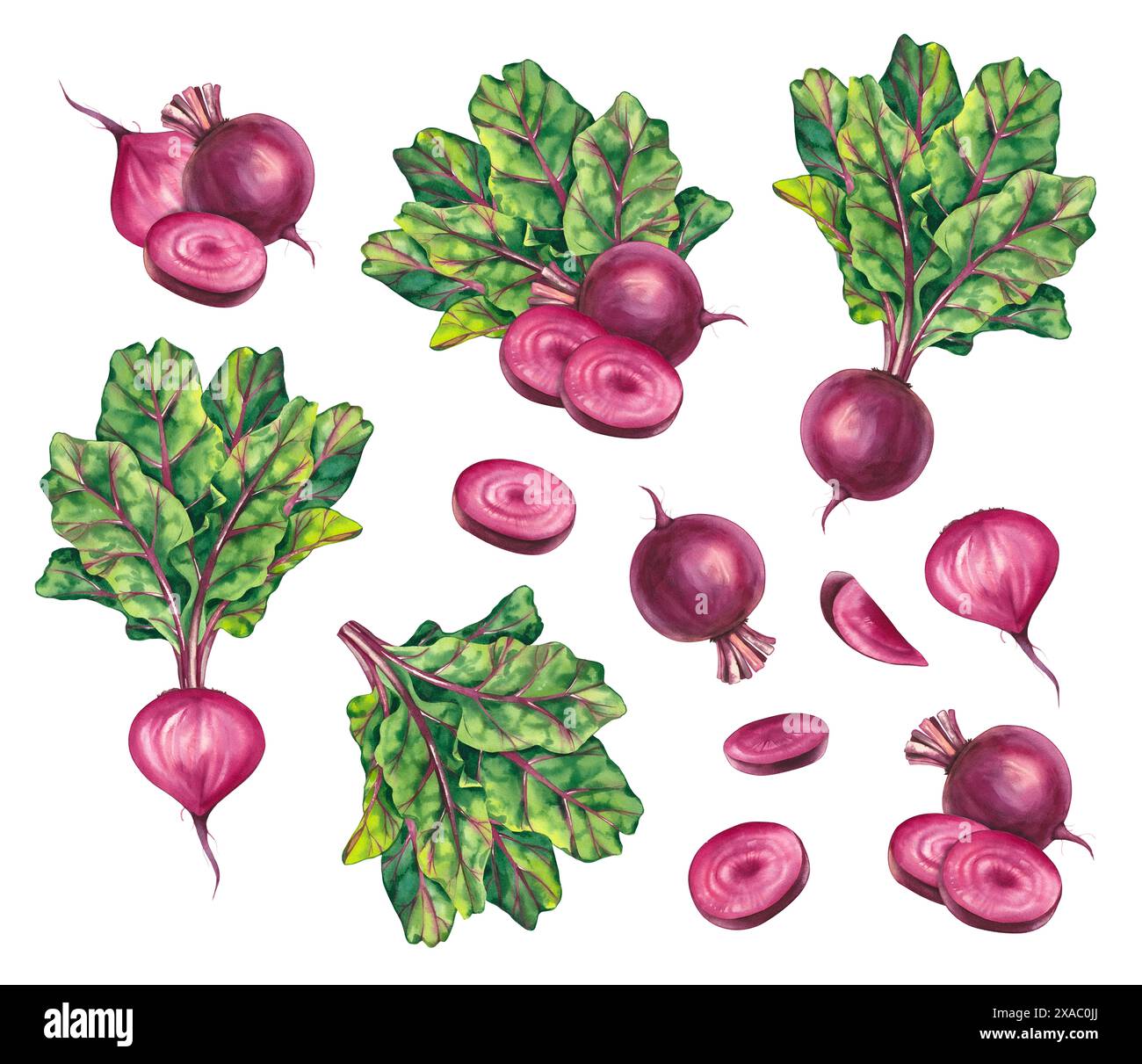 Watercolor beets on a white background. Beetroot isolated hand drawn ...