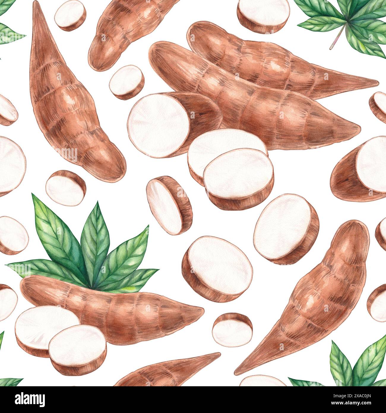 Watercolor Euphorbiaceae, cassava, cassava, yuca, balinga, mogo ...