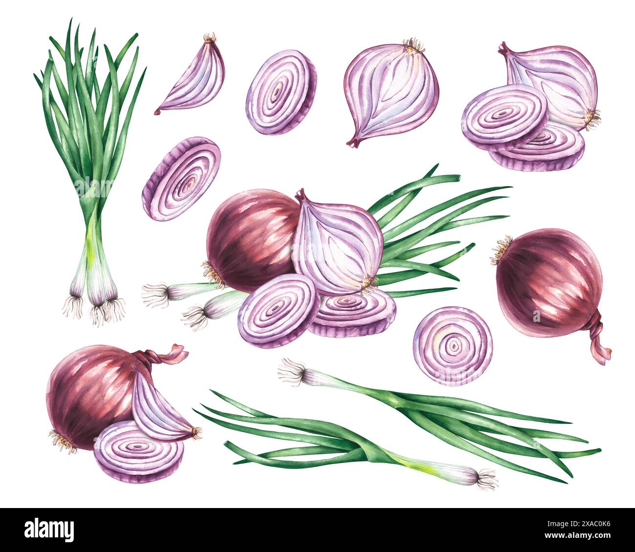 Watercolor vegetable onion, green onion, set pieces. Purple onion ...