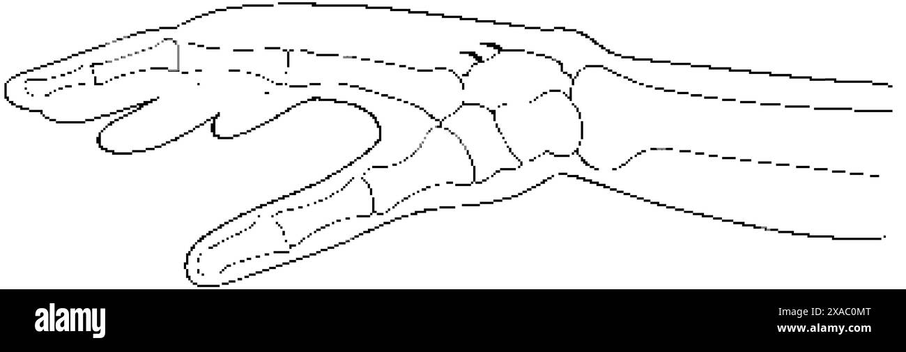 Detailed vector of human hand bones Stock Vector Image & Art - Alamy