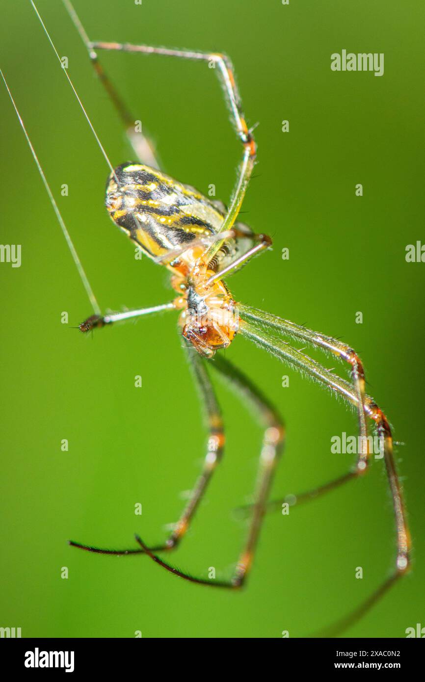 Wheel shaped webs hi-res stock photography and images - Alamy