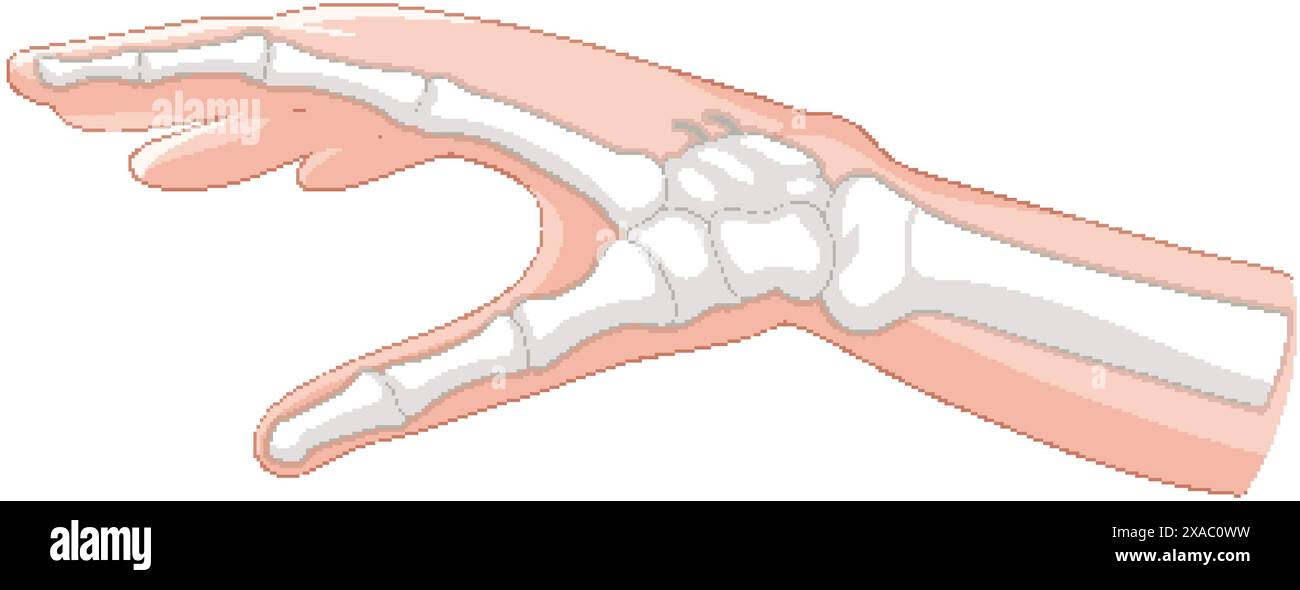 Detailed skeletal diagram hi-res stock photography and images - Alamy