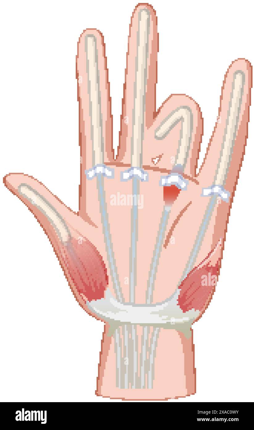 Hand anatomy detailed vector vectors Cut Out Stock Images & Pictures ...