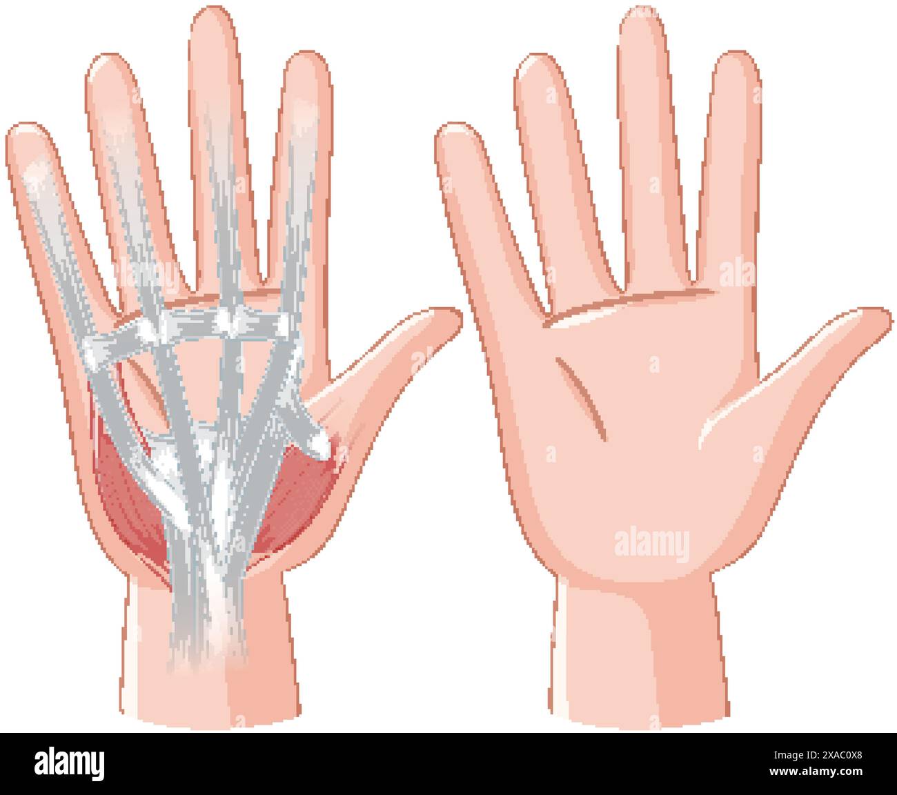Detailed illustration of hand muscles and tendons Stock Vector Image ...