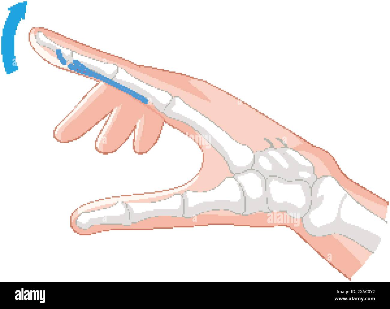 Illustration showing finger flexion mechanism Stock Vector Image & Art ... Illustration showing finger flexion mechanism Stock Vector Image & Art ...