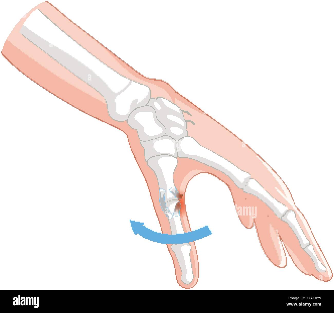 Detailed vector of hand bones and movement Stock Vector Image & Art - Alamy