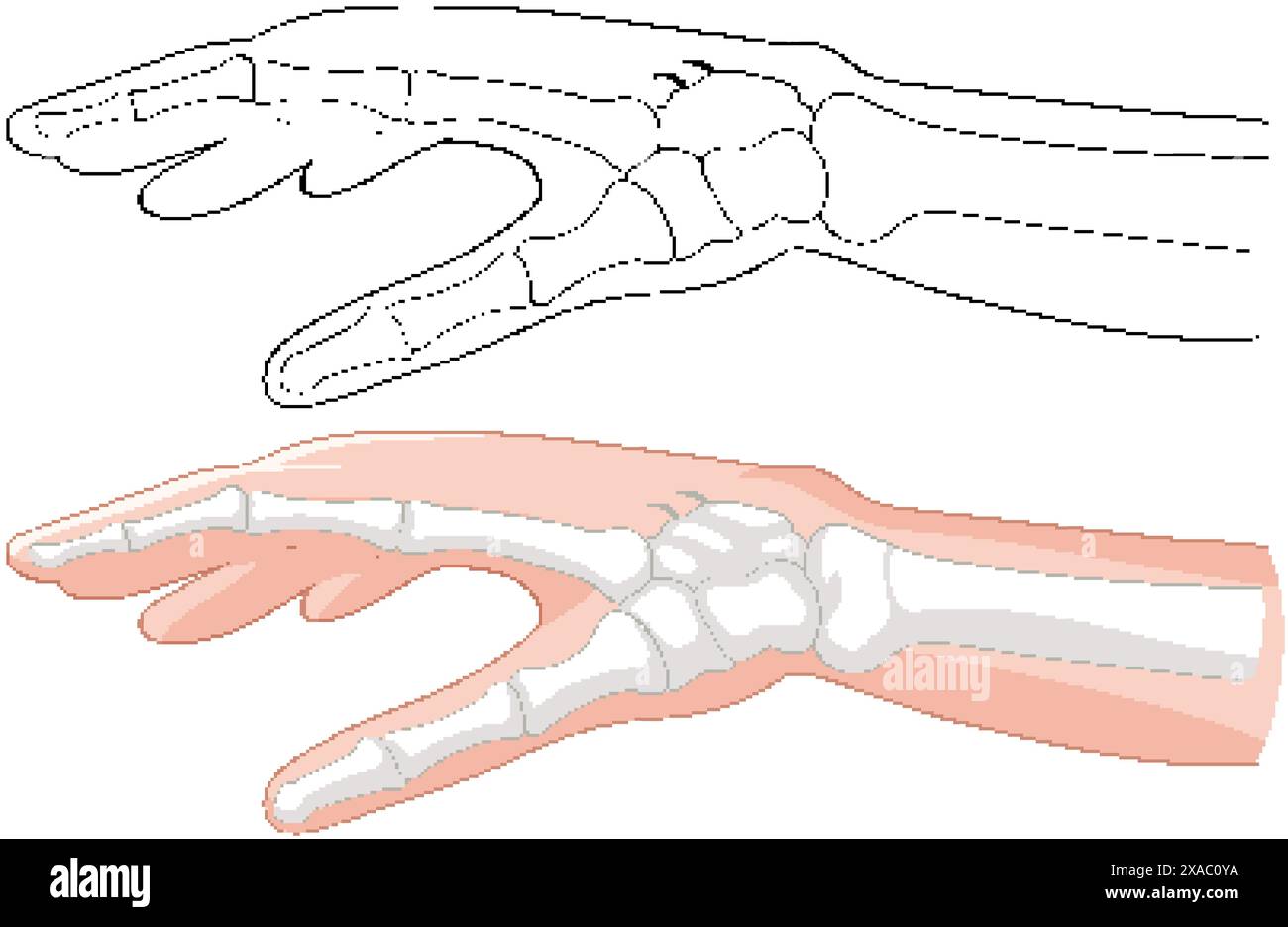 Hand ligaments vector vectors hi-res stock photography and images - Alamy