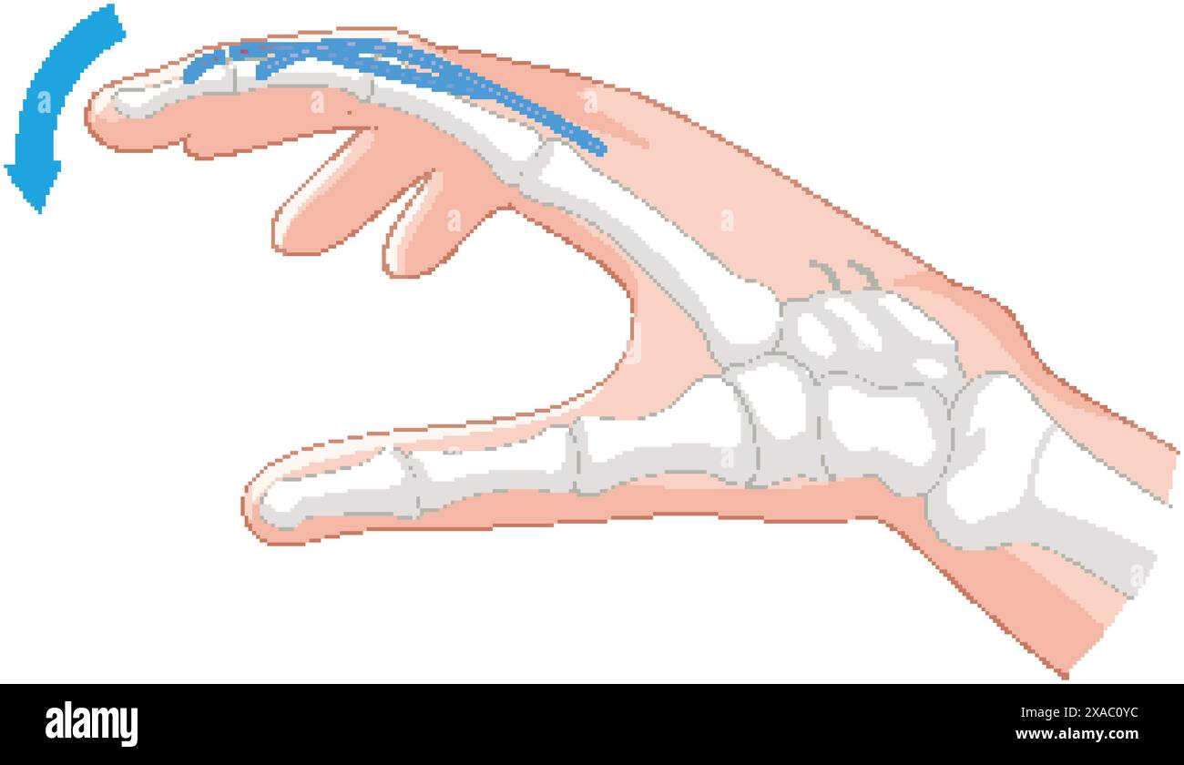 Illustration of hand bones and tendons Stock Vector Image & Art - Alamy