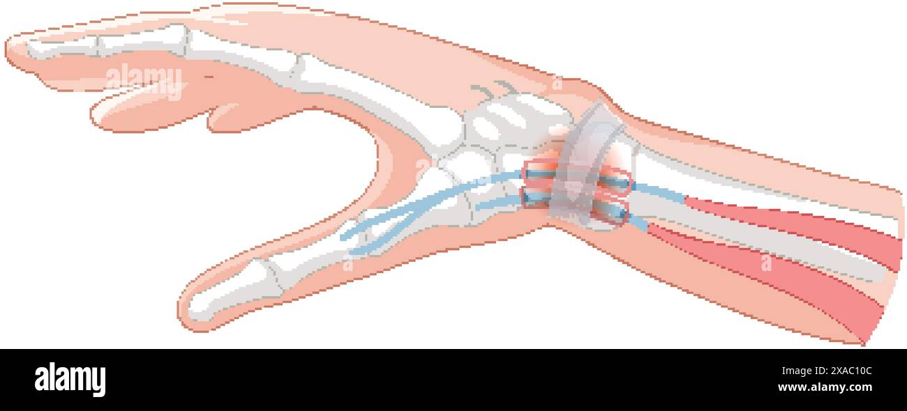 Detailed illustration of hand bones and tendons Stock Vector Image ...