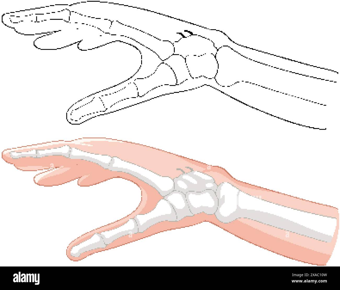 Skin physiology vector vectors hi-res stock photography and images - Alamy