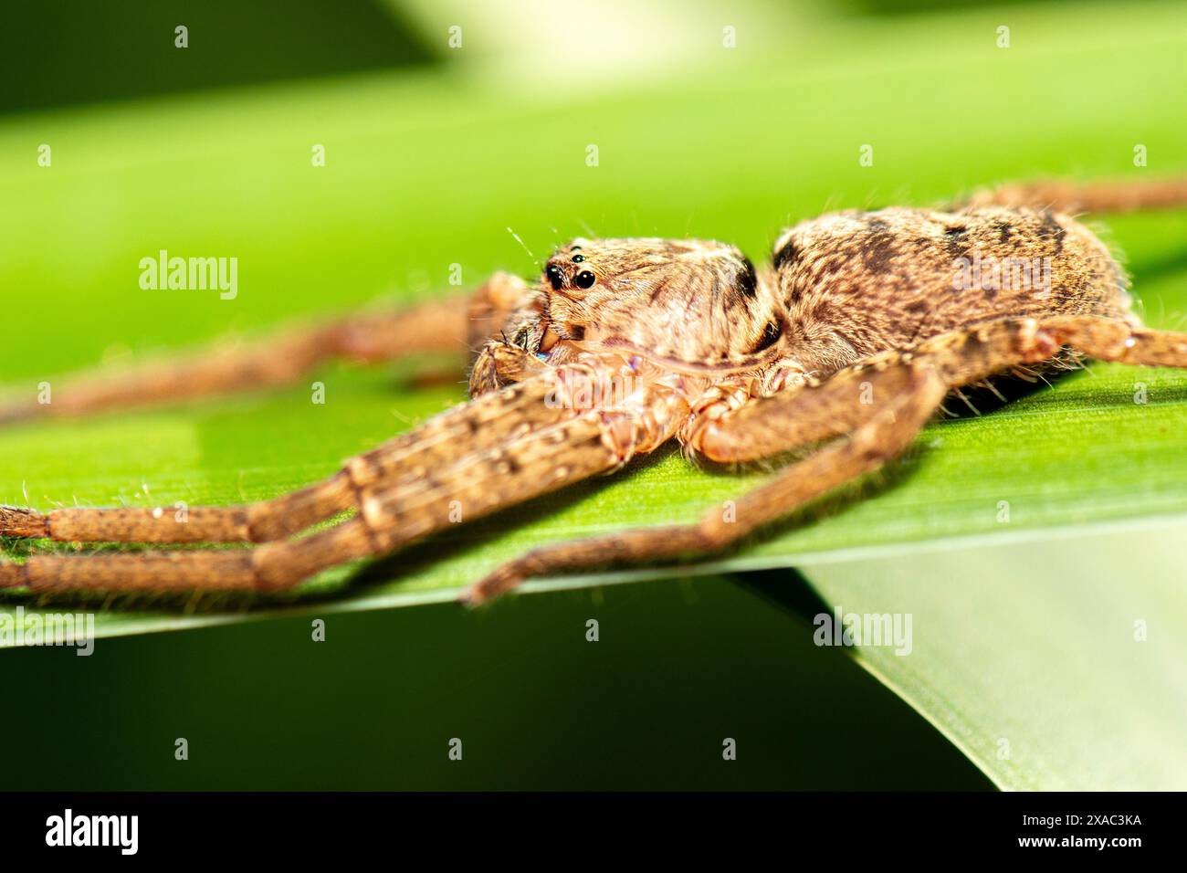 Huntsman spiders, members of the family Sparassidae, are known by this ...