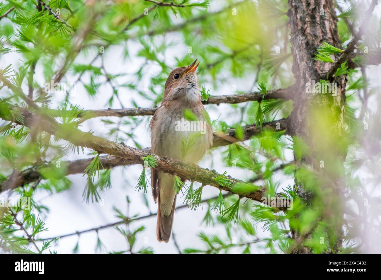 Thrush Nightingale, Luscinia luscinia. A bird sits on a tree branch and ...