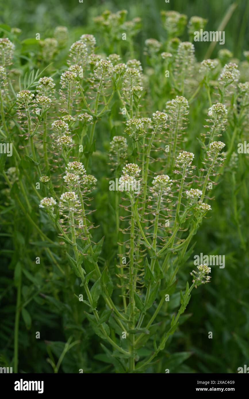 Closeup on an aggregation of unopened flowerbuds of field peppergrass ...