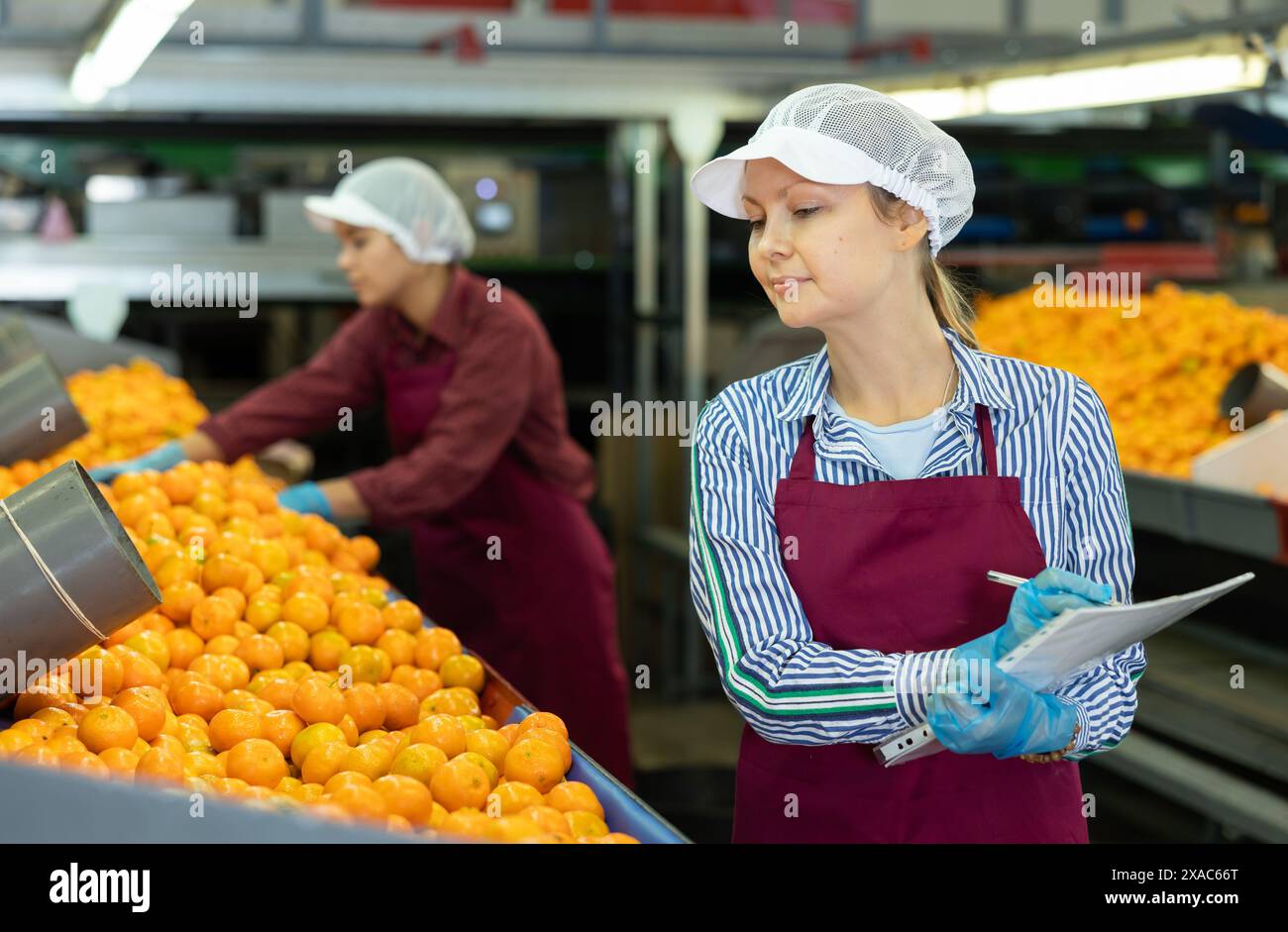 Female shift supervisor with papers inspecting mandarins sorting line ...
