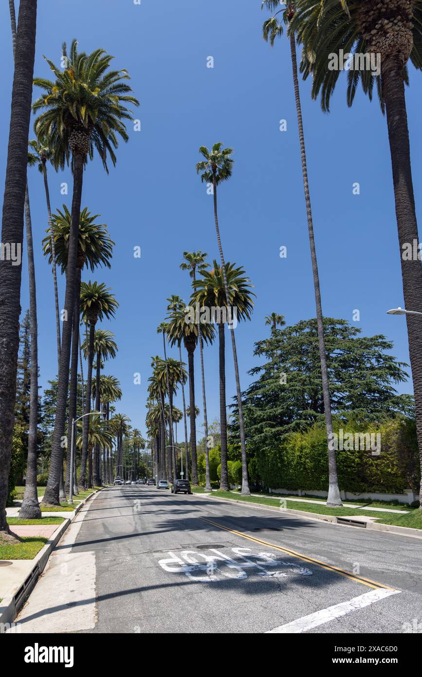 Beverly Hills street with tall palm trees. Los Angeles, California ...