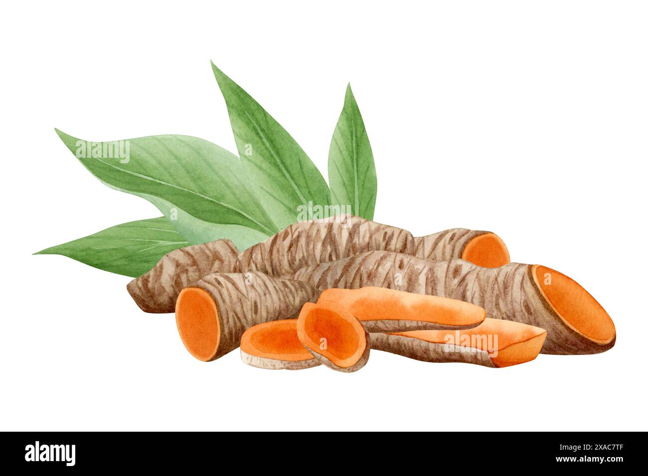 Orange turmeric roots and chopped slices with leaves illustration. Cut ...