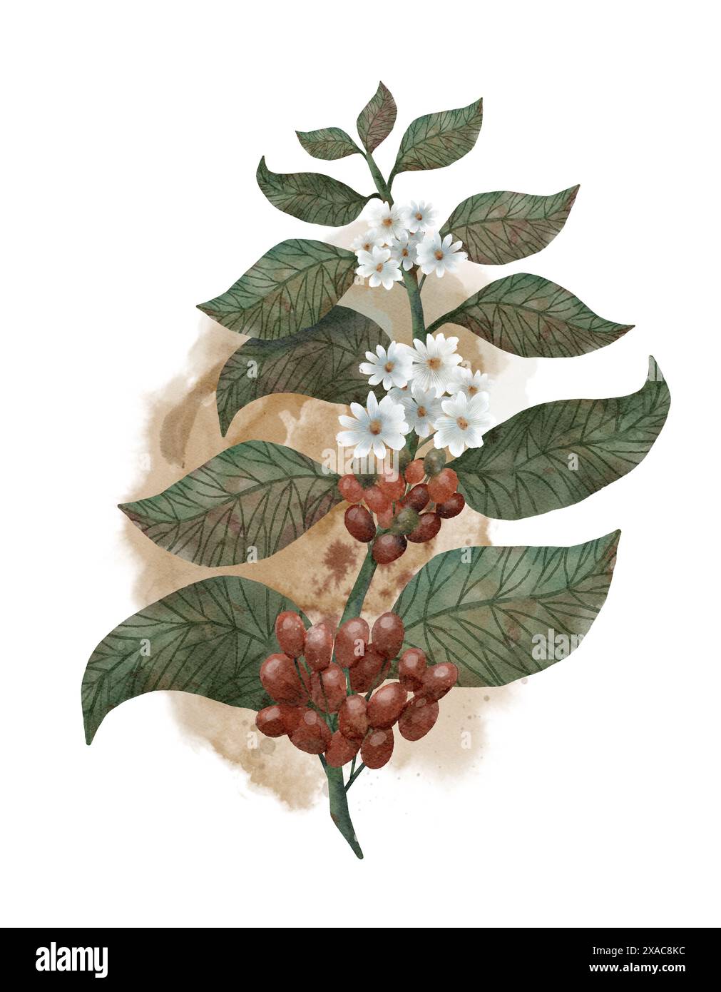 Botanical illustration of a coffee plant with white flowers and red ...