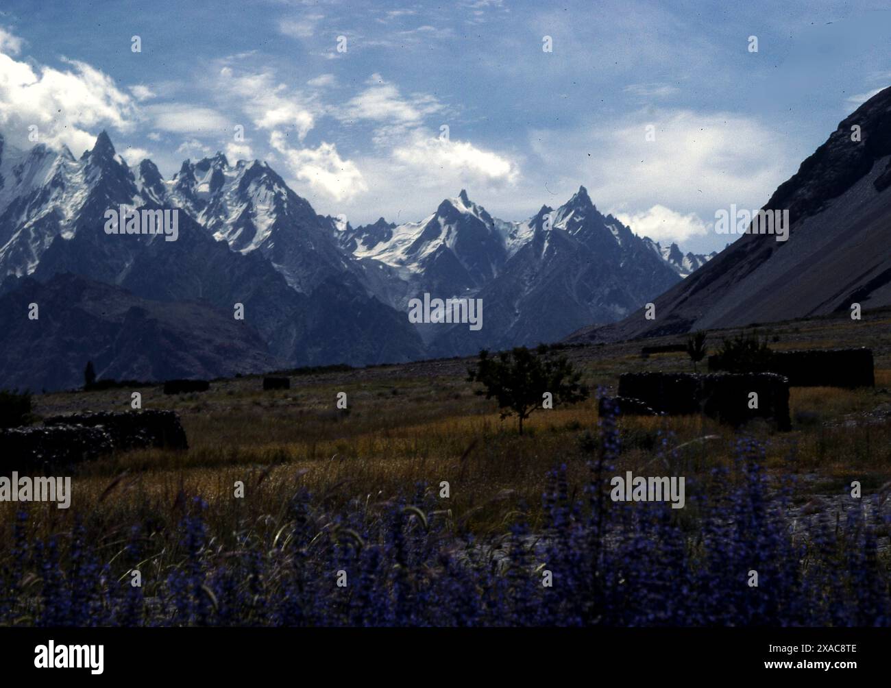 flowers and mountains around Passu, Hunza Valley, North Pakistan Stock ...
