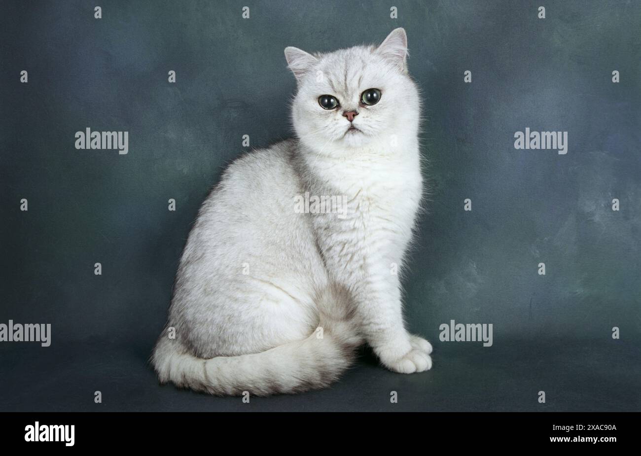Felis catus upright hi-res stock photography and images - Alamy